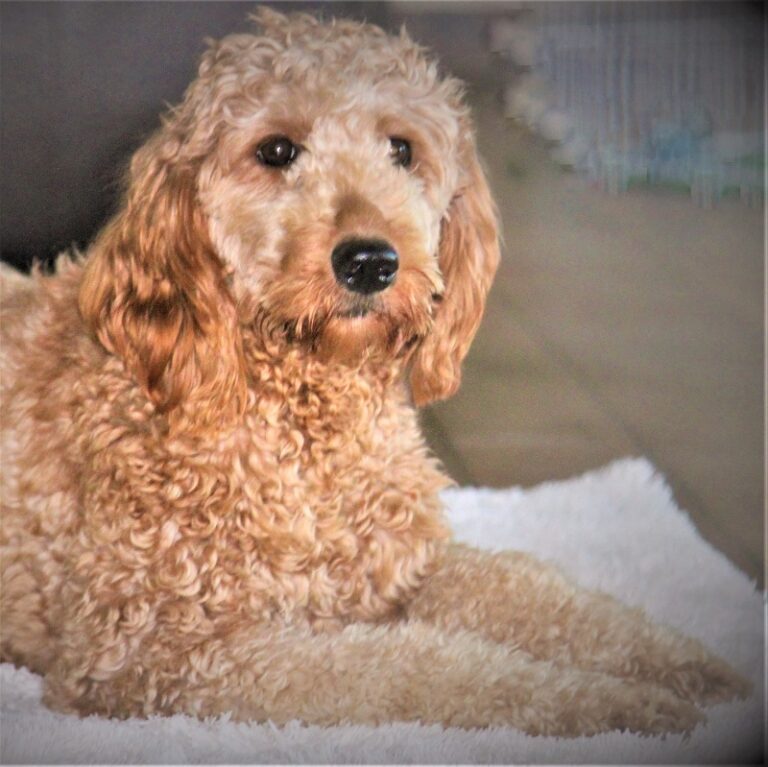 Our Dogs – Elite Quality Puppies