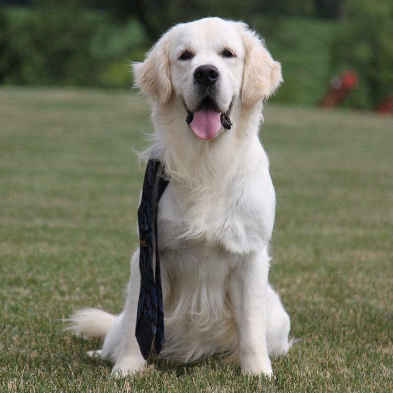 Our Dogs – Elite Quality Puppies