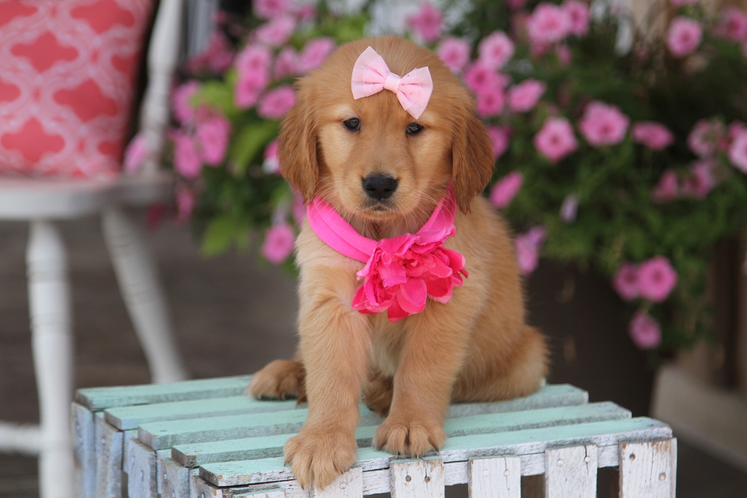 Ava – Elite Quality Puppies
