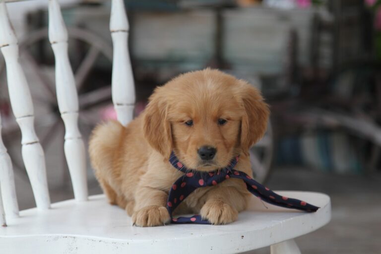 Baxter – Elite Quality Puppies