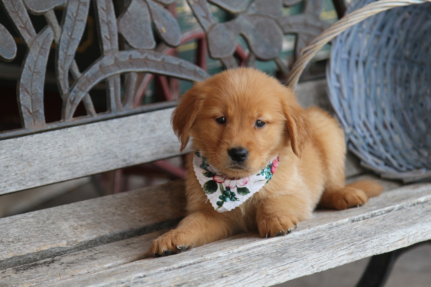 Cambree – Elite Quality Puppies
