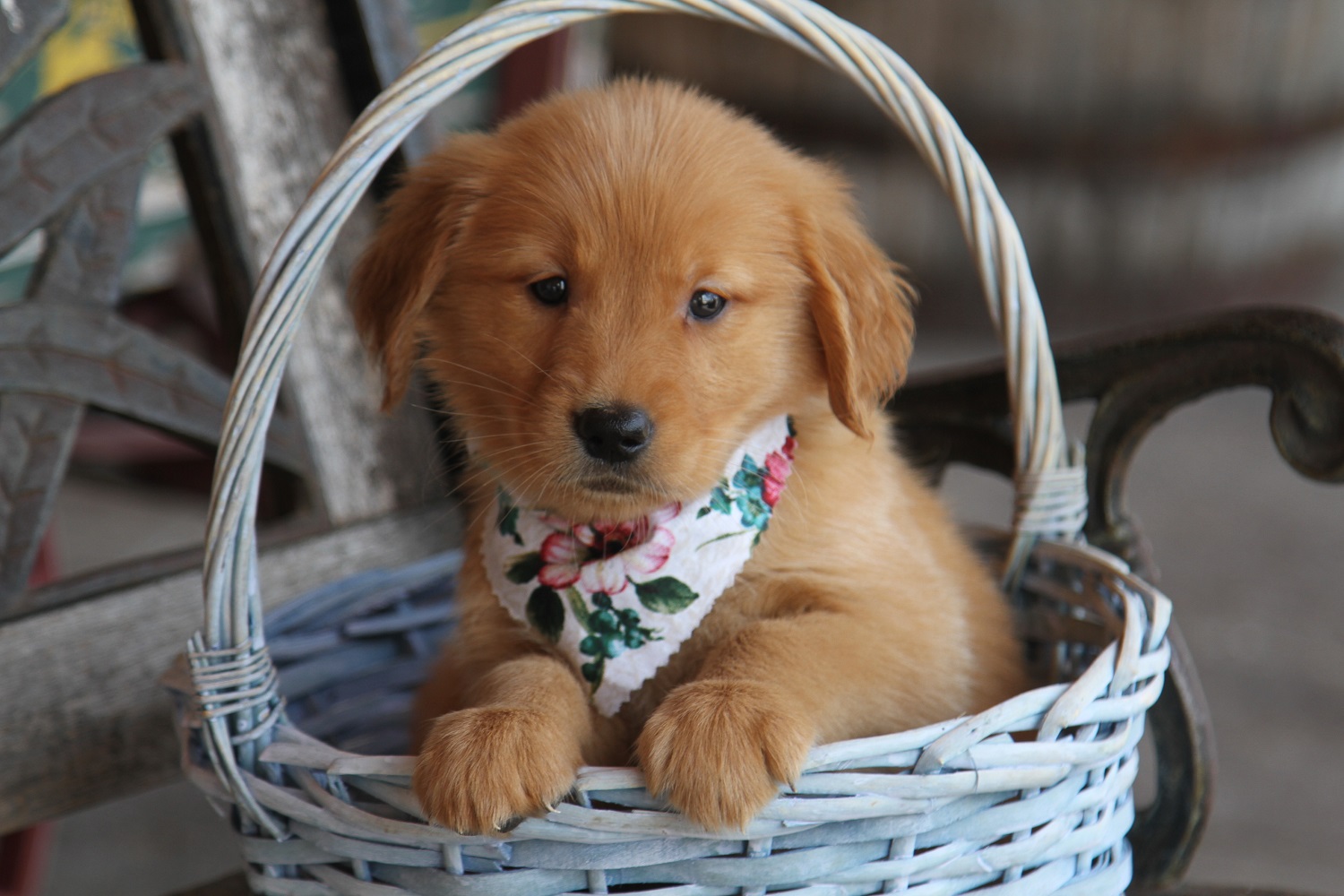 Cambree – Elite Quality Puppies