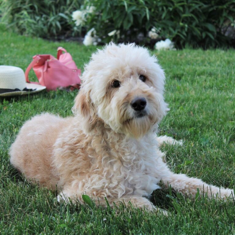 Our Dogs – Elite Quality Puppies