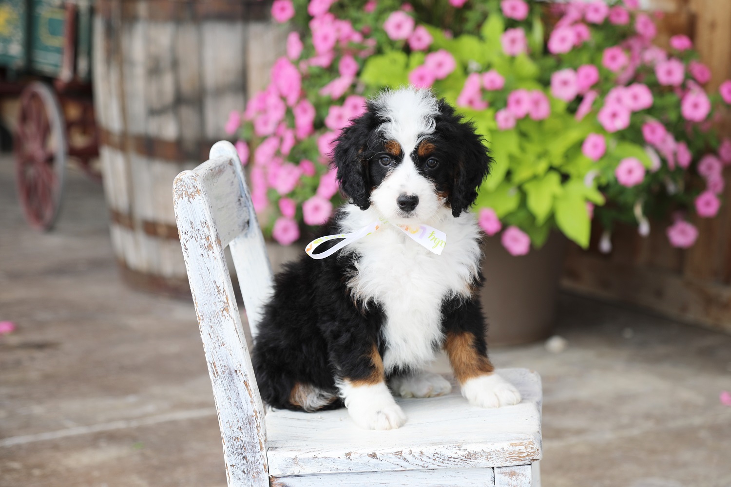 Felicity – Elite Quality Puppies