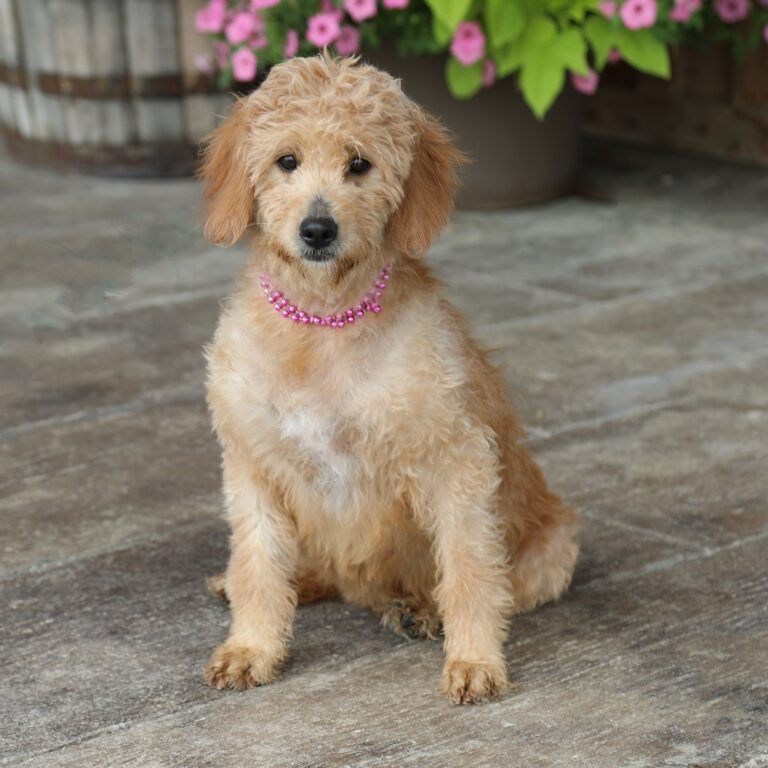 Our Dogs – Elite Quality Puppies
