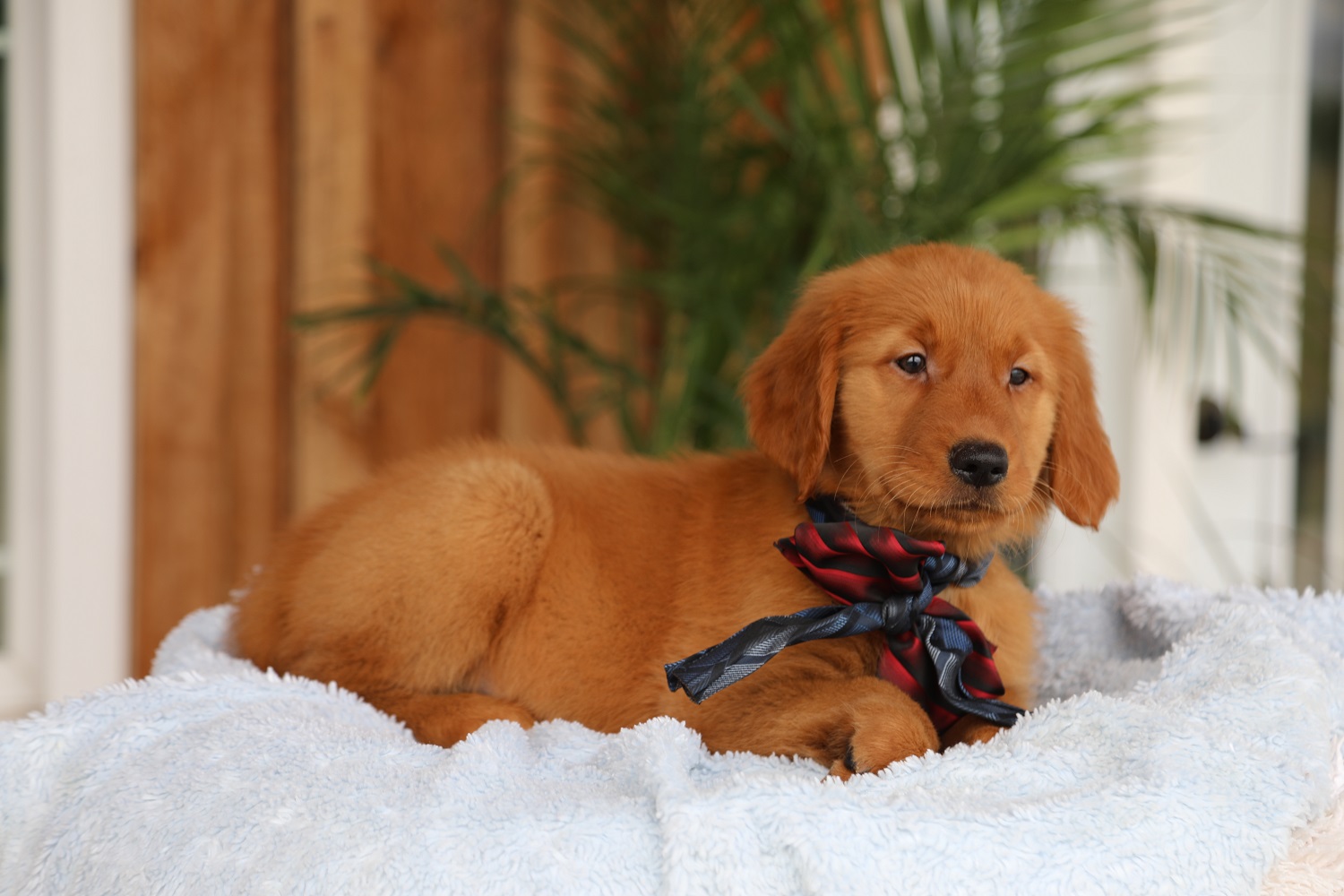 Jeremy – Elite Quality Puppies