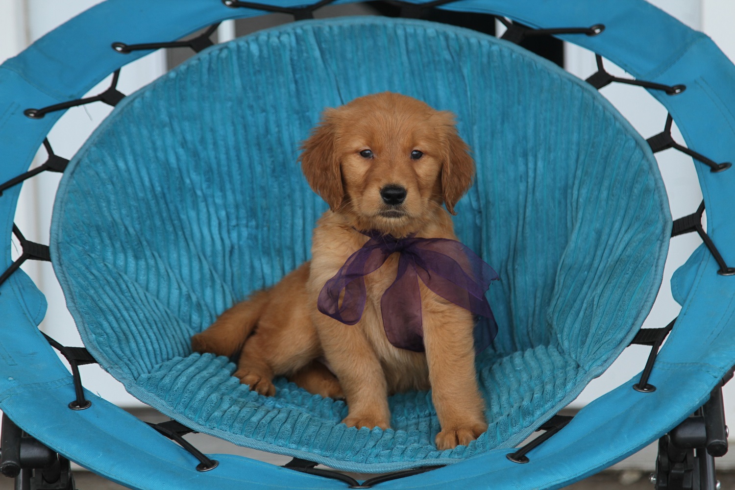 Madison – Elite Quality Puppies