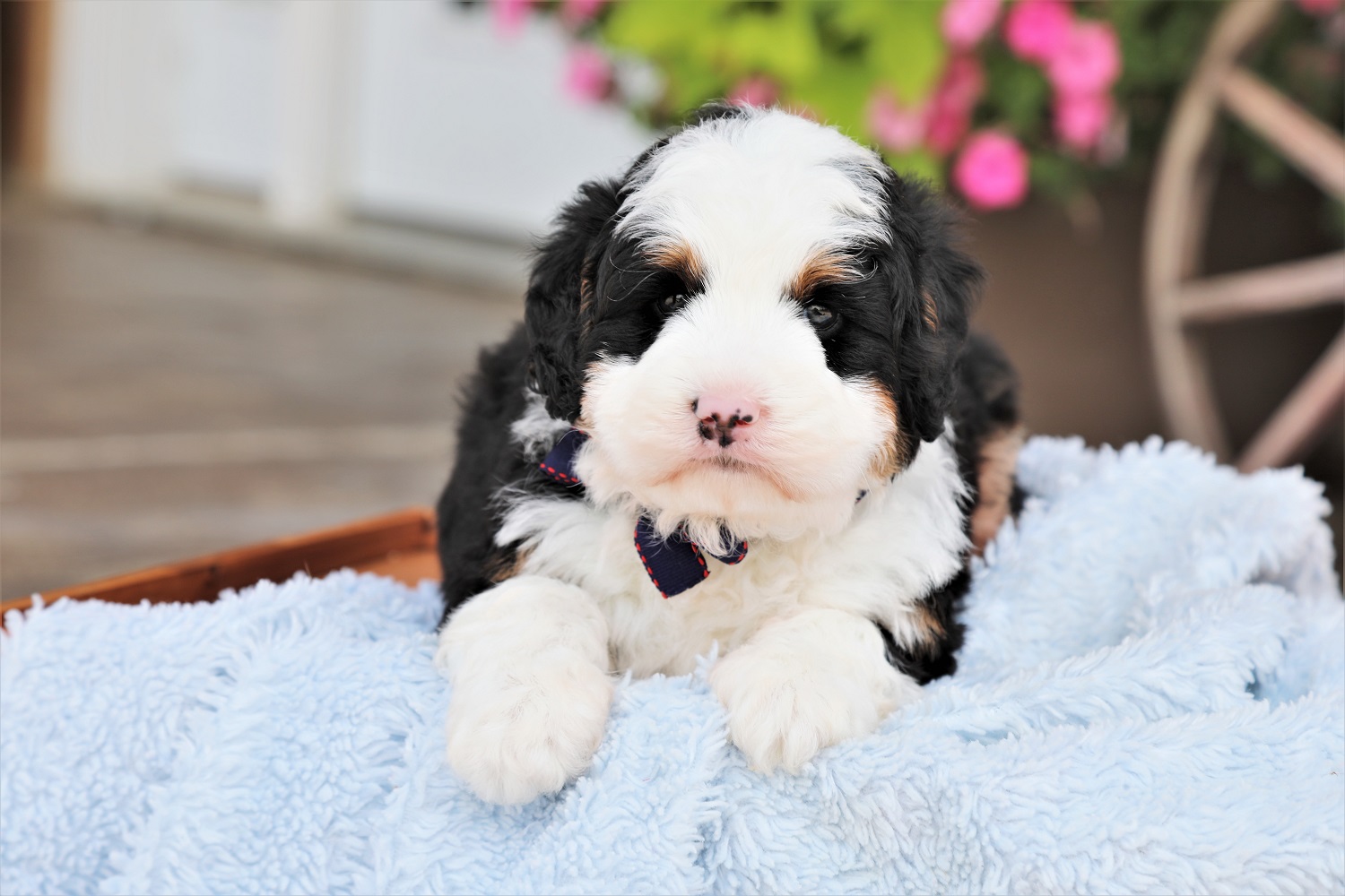Theo – Elite Quality Puppies
