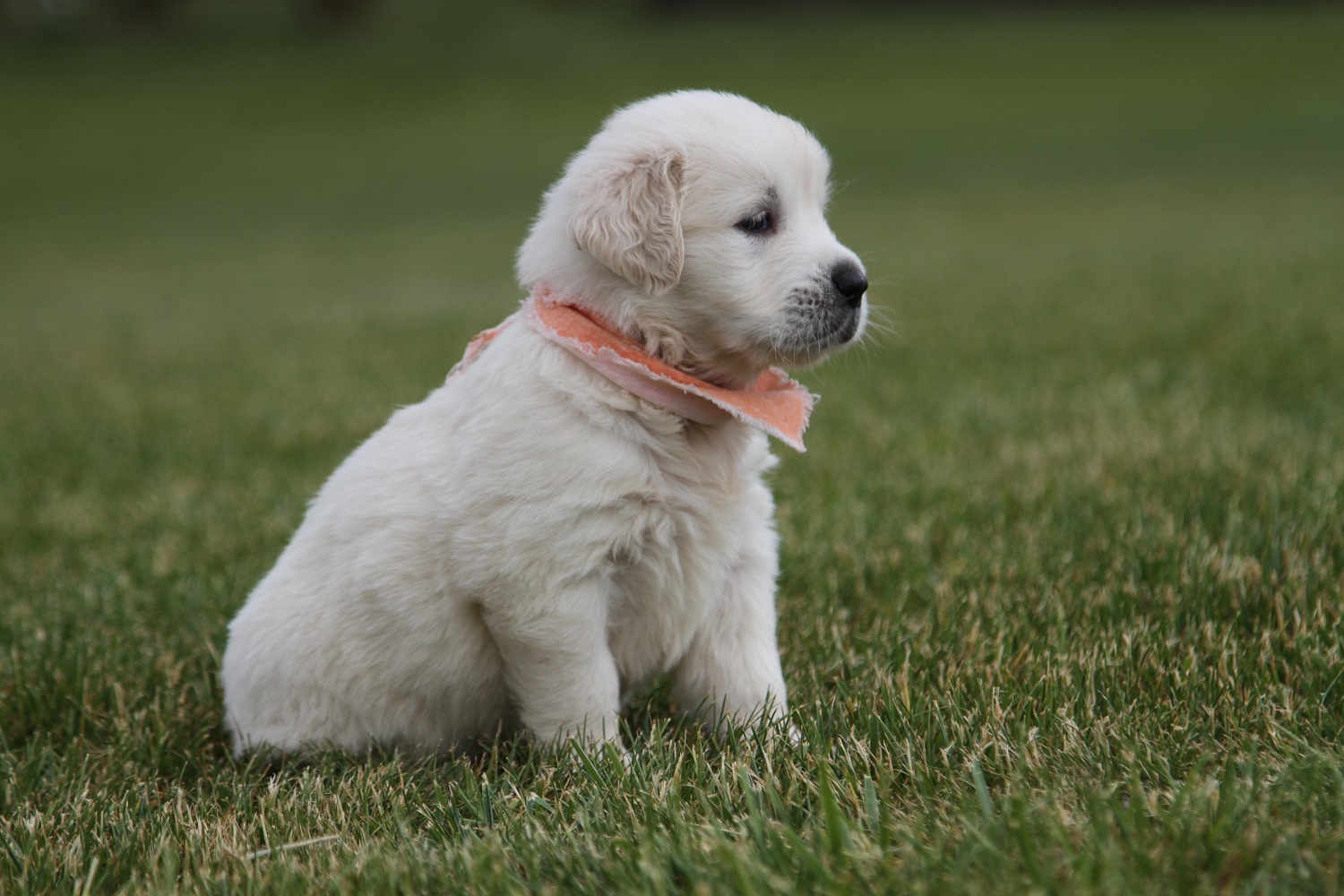 Available Puppies – Elite Quality Puppies