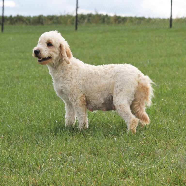 Our Dogs – Elite Quality Puppies