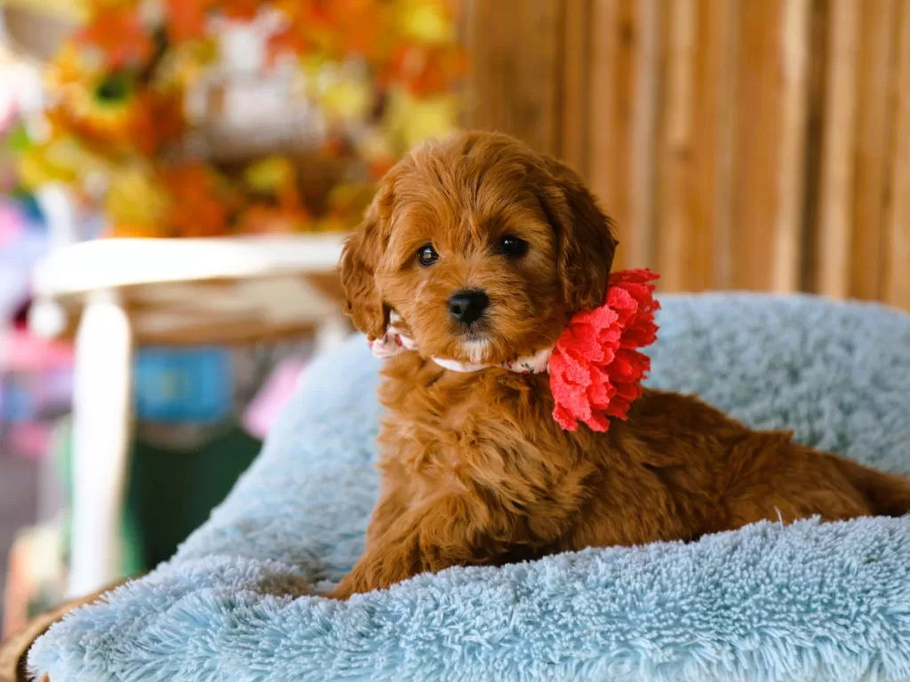 Cinnamon – Elite Quality Puppies